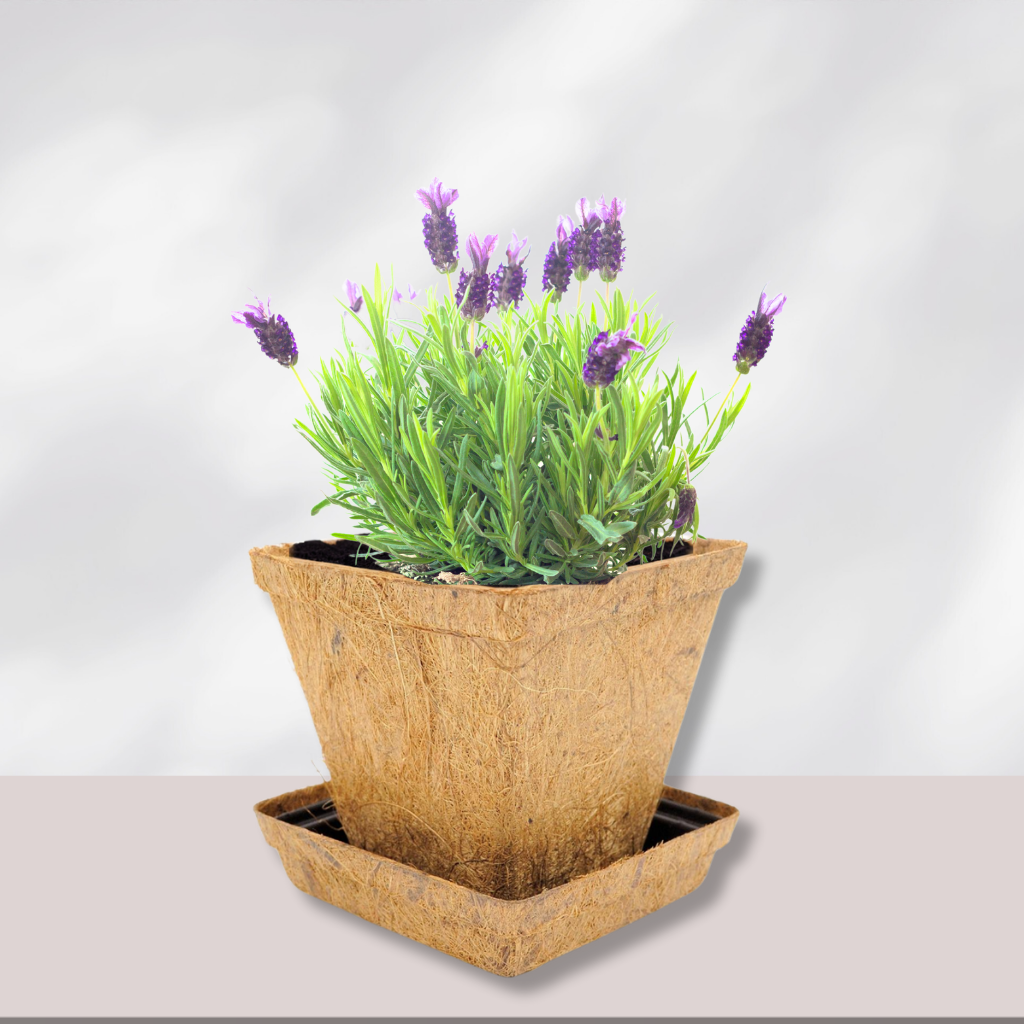 Square Coir Pot – COIR AMERICA